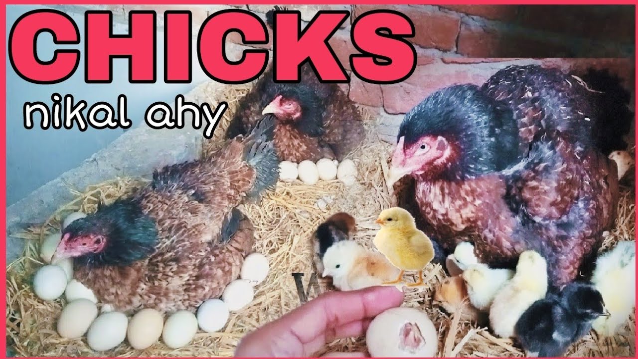 Amazing Born Chicks | Hen Harvesting || Eggs to chicks || Natural ...