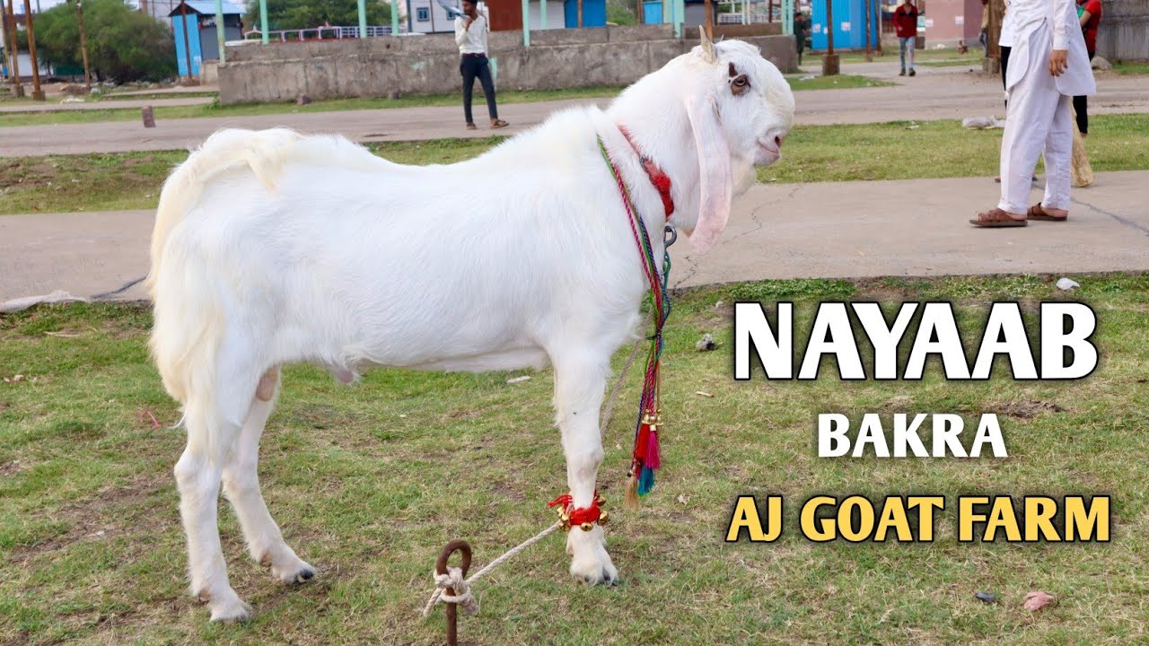 Showstopper Hansa Goat Of Aj Goat Farm - YouTube