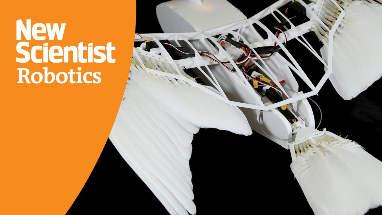 Robotic pigeon reveals how birds fly without a vertical tail fin - YouTube