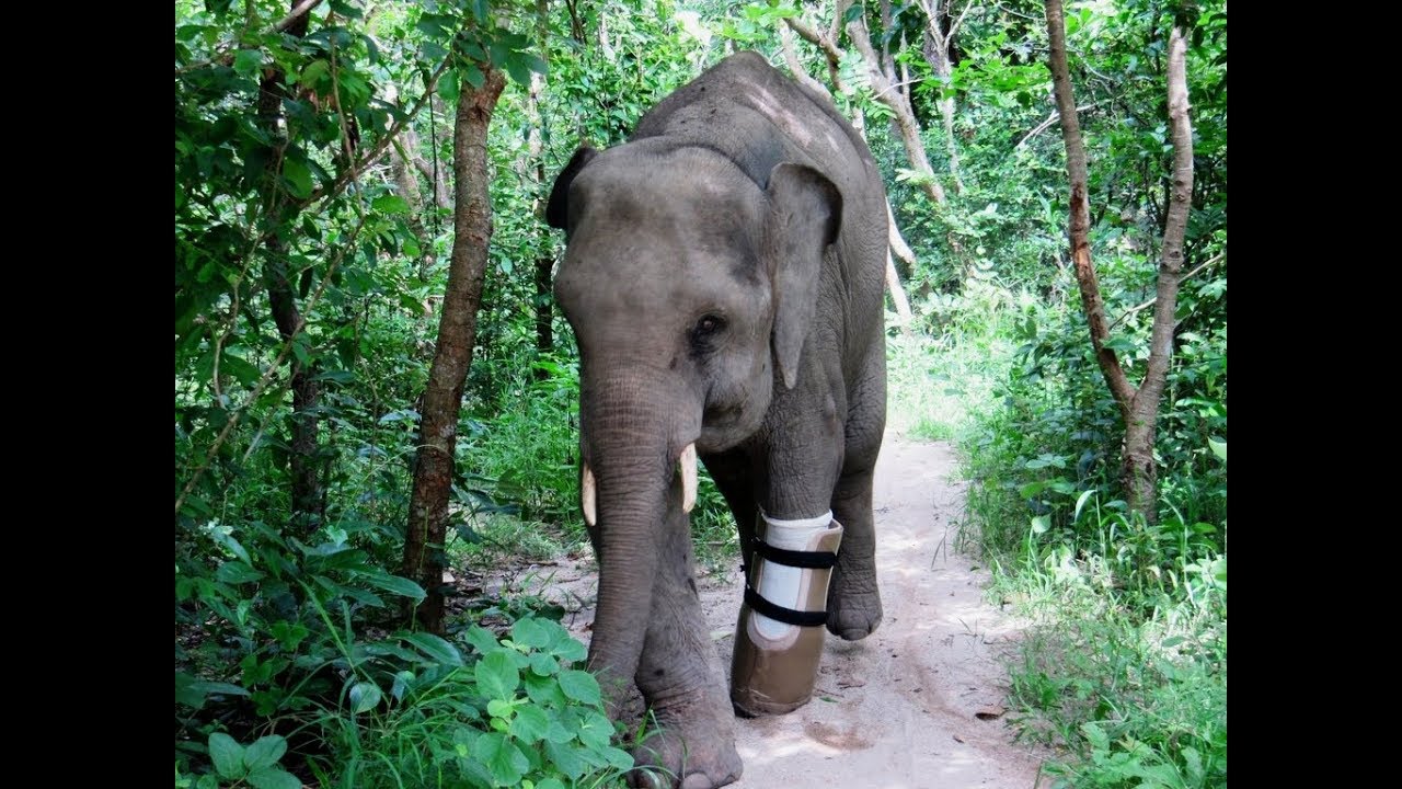 Chhouk: The Elephant With a Prosthetic Foot - YouTube