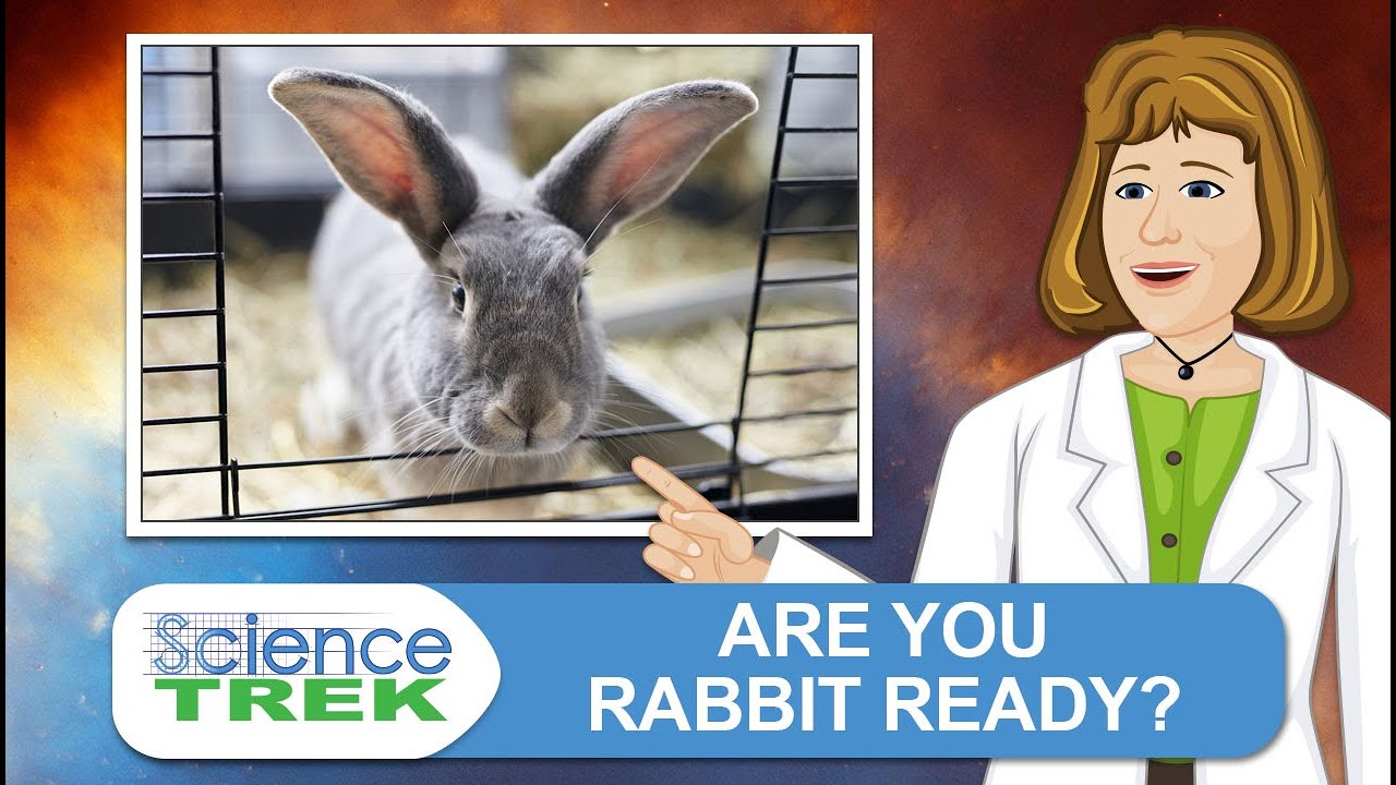 Are You Rabbit Ready? | Science Trek - YouTube