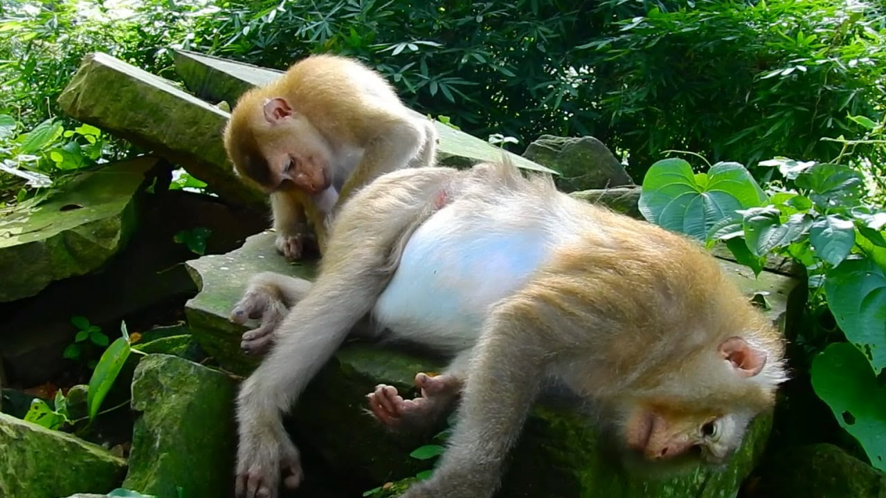 Oh, Dr. monkey Rojo grooming for monkey Ashley.😂😂🤣 - YouTube
