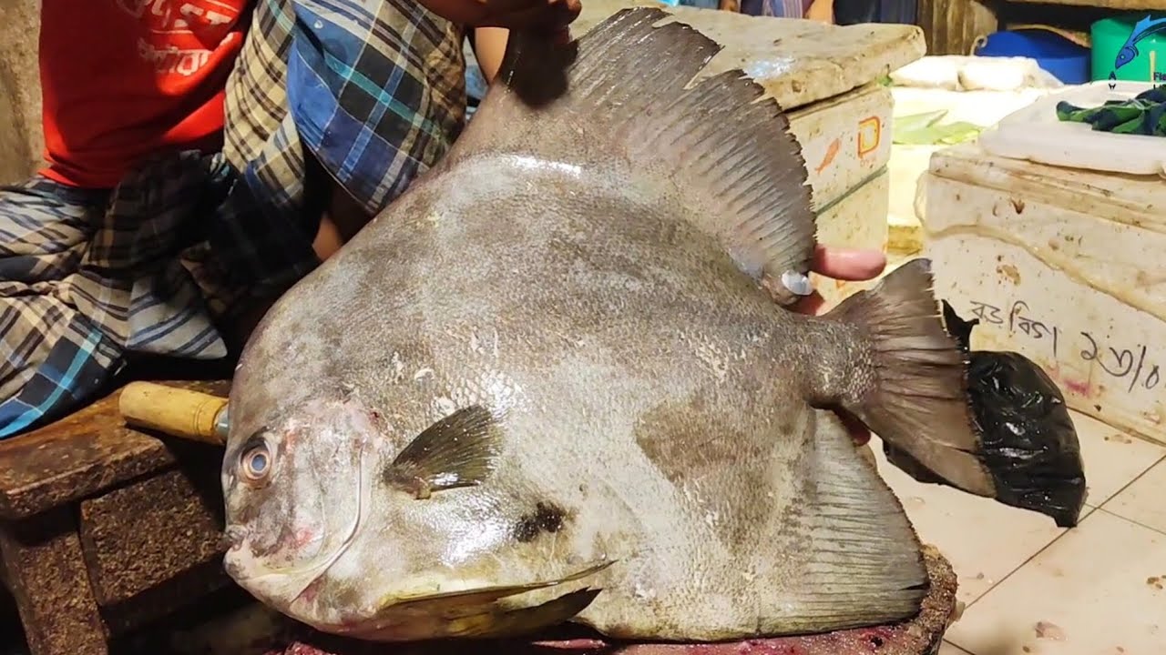 Rare Breed SPADE Fish Cutting Skills | Big Brown LEAF Shaped Fish ...