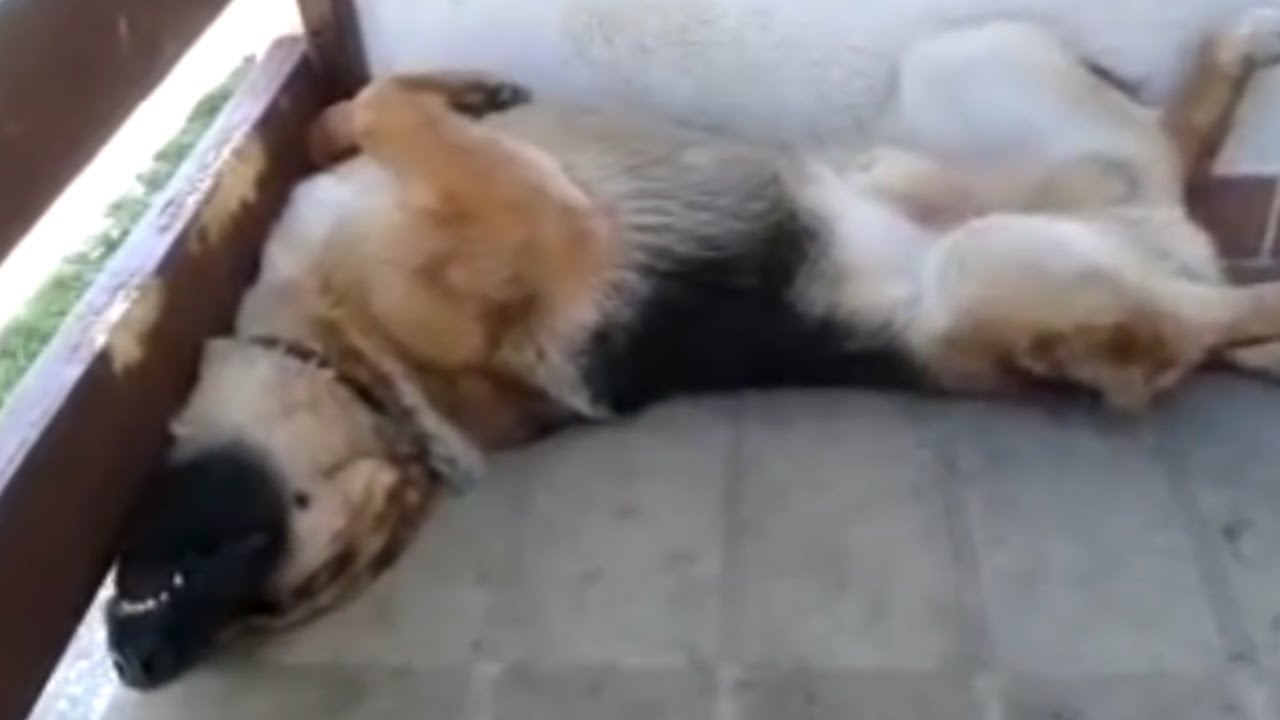 Snoring dog sleeps in hilariously awkward position - YouTube