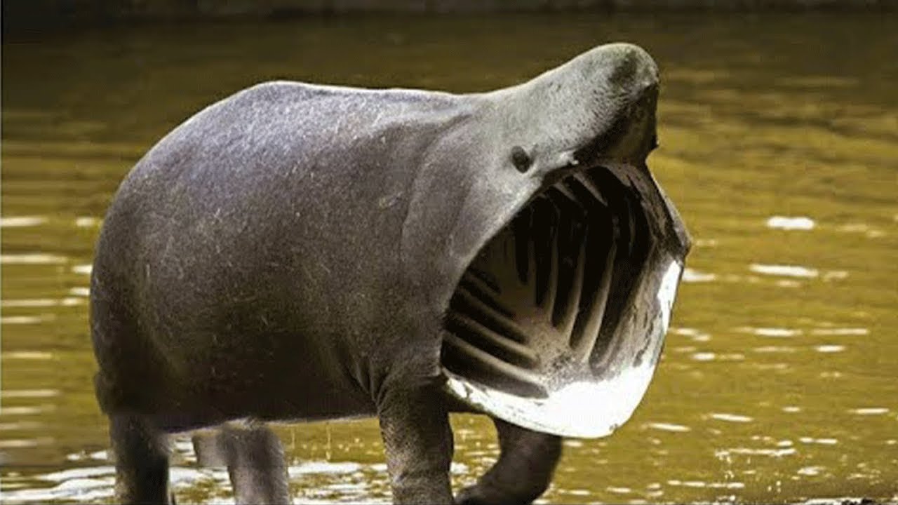 LES 10 ANIMAUX LES PLUS DANGEREUX DE LA FORÊT AMAZONIENNE ! - YouTube