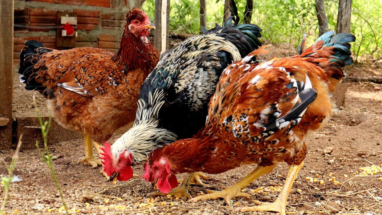 Melhorias no GALINHEIRO, dicas e novidades - YouTube