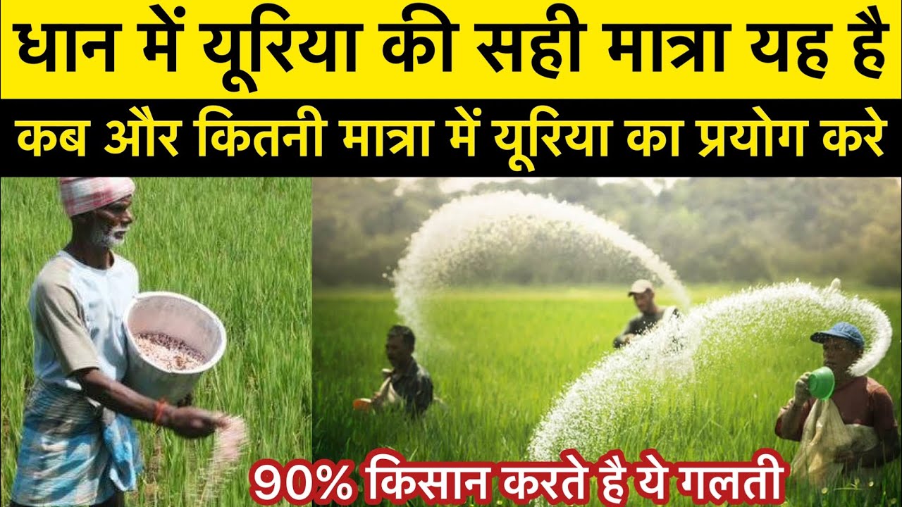 धान की फसल में यूरिया कब और कितनी मात्रा का प्रयोग करें | सावधानी ...