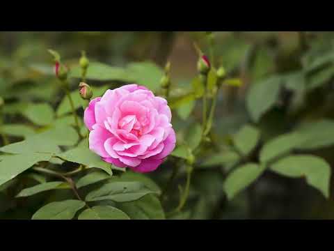 #pink Rose Flower nature beauty whatsapp status 4k video