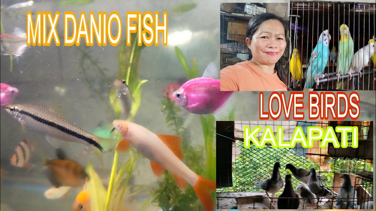 MIX DANIO FISH/LOVE BIRDS/KALAPATI#lovebirds#kalapati#daniofish ...