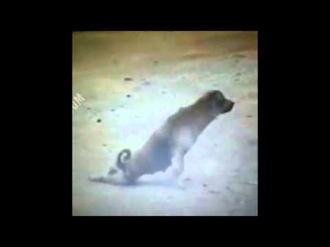 Sakat Taklidi Yapan Köpek  Aha zabıta Geliyo