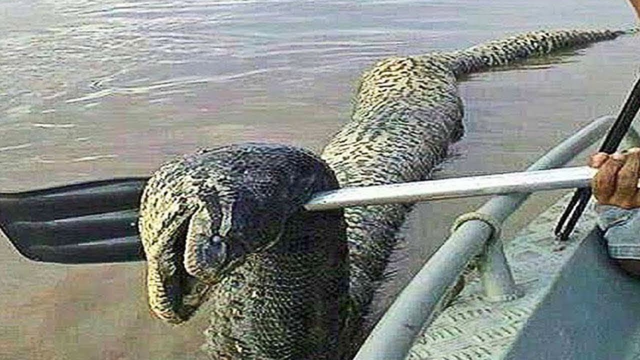 10 Scariest River Monsters On The Planet - YouTube