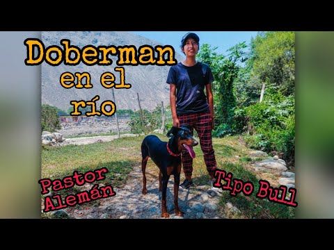 DOBERMAN se encuentra con estas razas en el río - YouTube