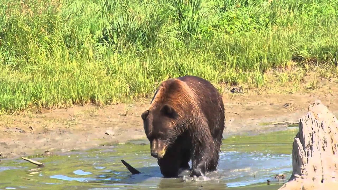 Please don't chase bears while drunk with a hatchet - YouTube