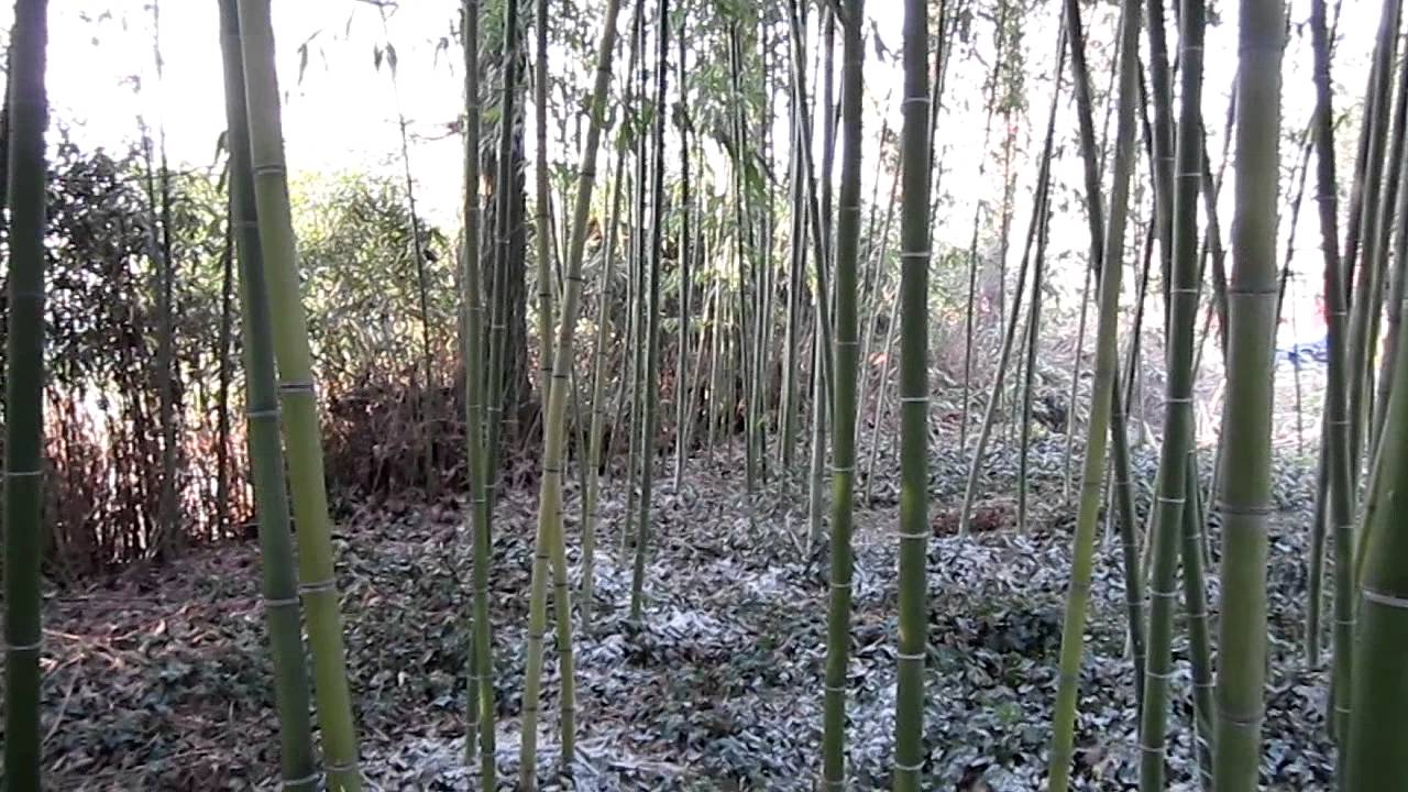 PHYLLOSTACHYS BAMBUSOIDES (MADAKE, GIANT TIMBER BAMBOO) - YouTube
