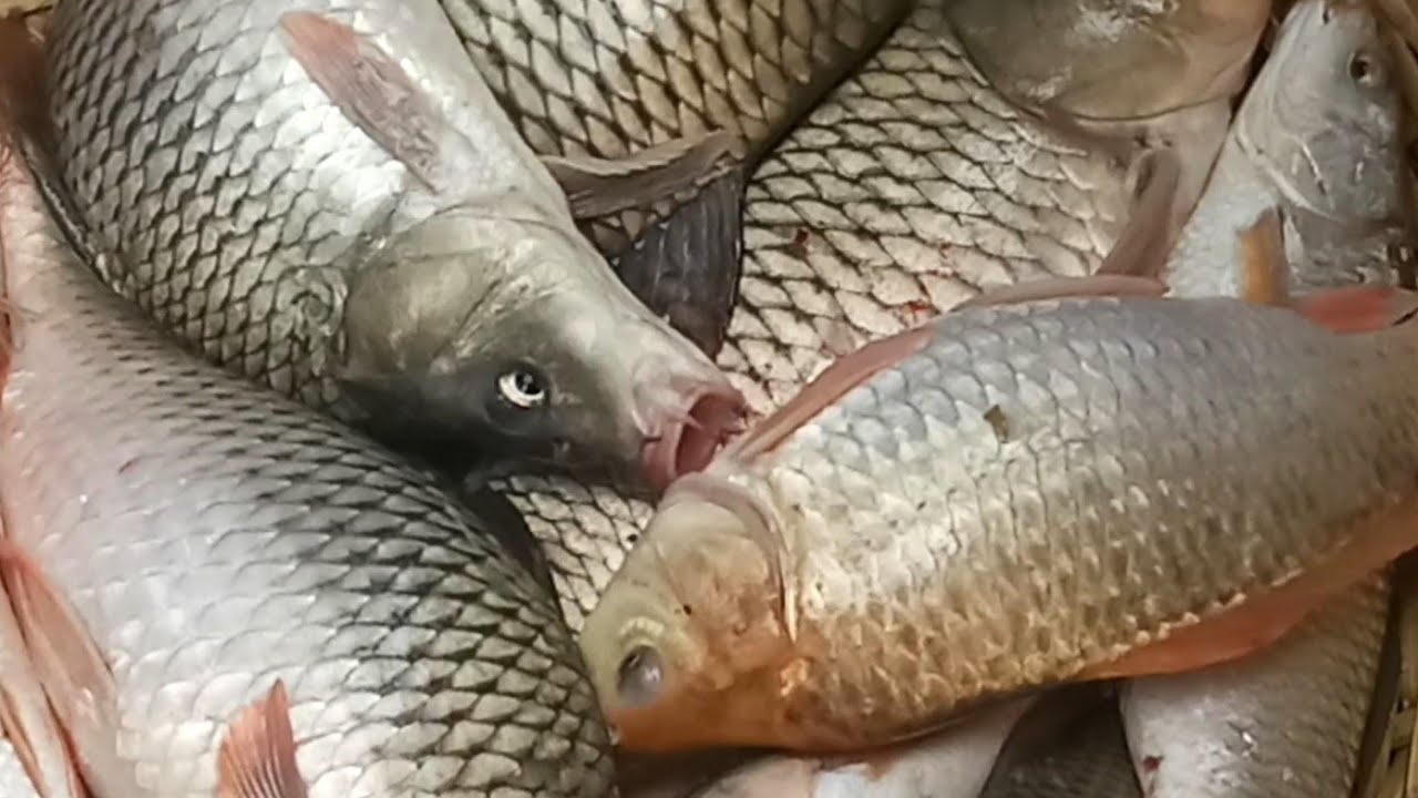 Andhra pradesh wholesale fish market - YouTube