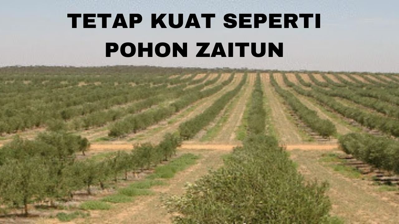 TETAP KUAT SEPERTI POHON ZAITUN (Mazmur 52 : 10) || Dkn. Julius JC ...