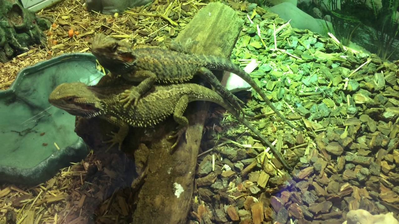 Two lizards in love Free Video for Use No Copyright - YouTube