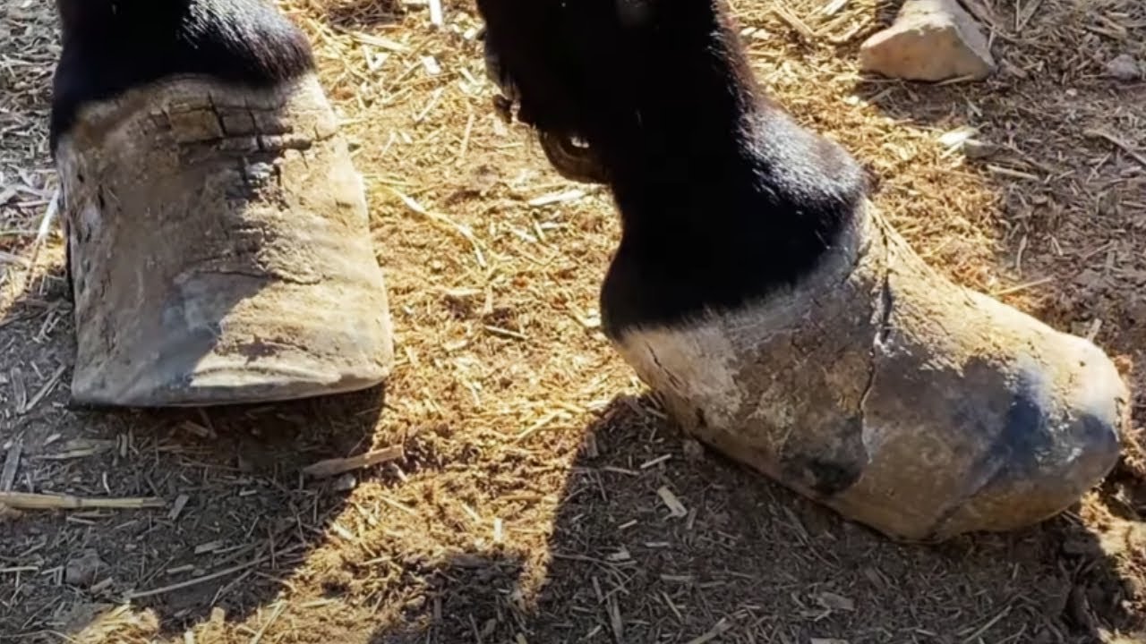Donkey's Hoof Is Rotten! Cut Off The Bad Hoof Layer By Layer!【Asmr Hoof ...