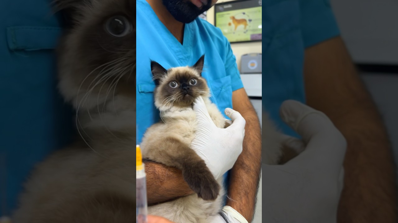 Is the vet scary movie for cats 🐈 ? - YouTube