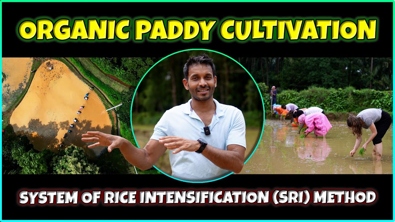 Regenerative Paddy Cultivation | Organic Rice Farming | System of Rice ...