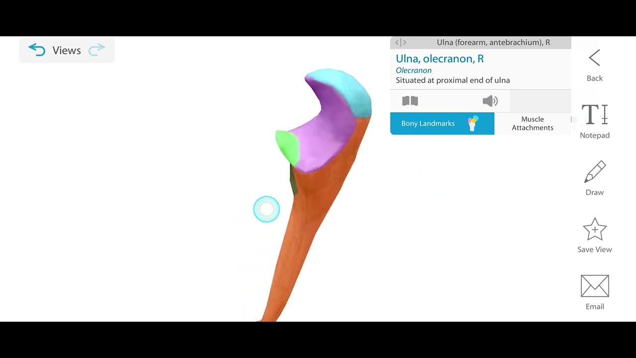 Muskuloskeletal_ Os Ulna | 3D Anatomy - YouTube