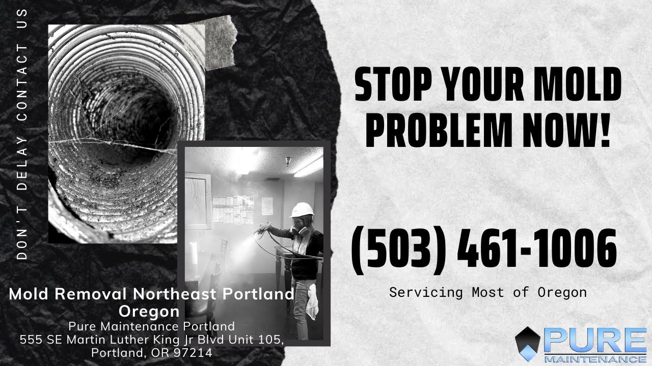 Mold Removal Northeast Portland Oregon - Pure Maintenance Portland ...