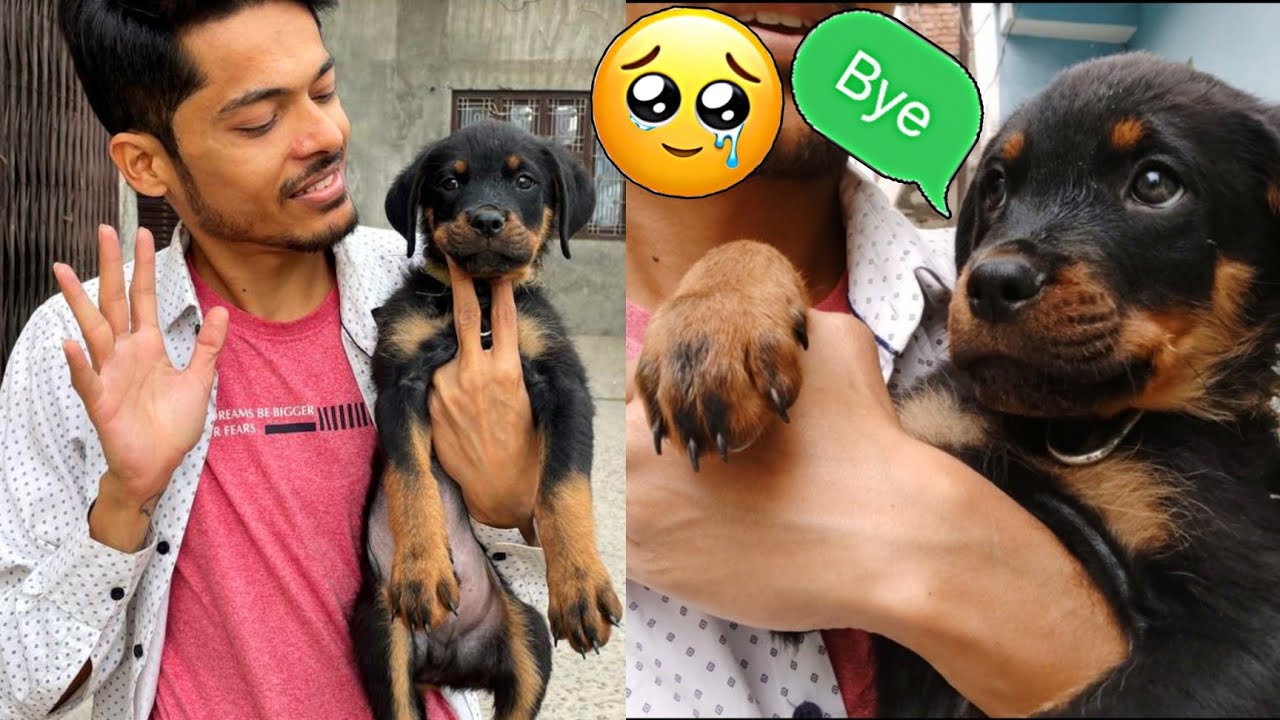 Sultan Ja Raha Hai "Emotional Moments" 🥺🥺 || Roxy ke bacche, Sultan Dog ...