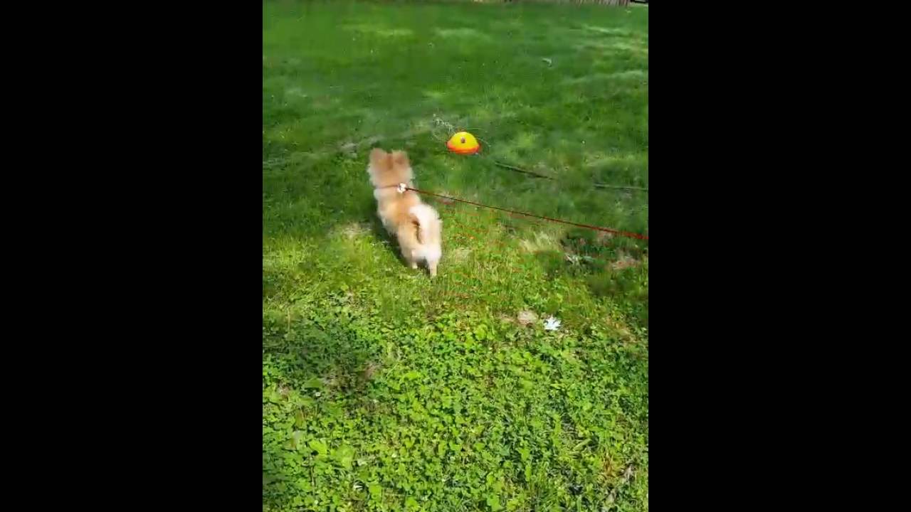 Cheese Puff plays in the sprinkler for the first time - YouTube