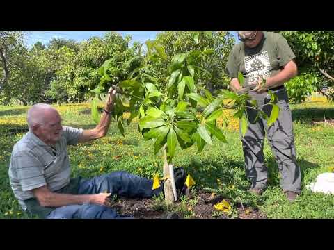 Staking Mango Tree to Control Height