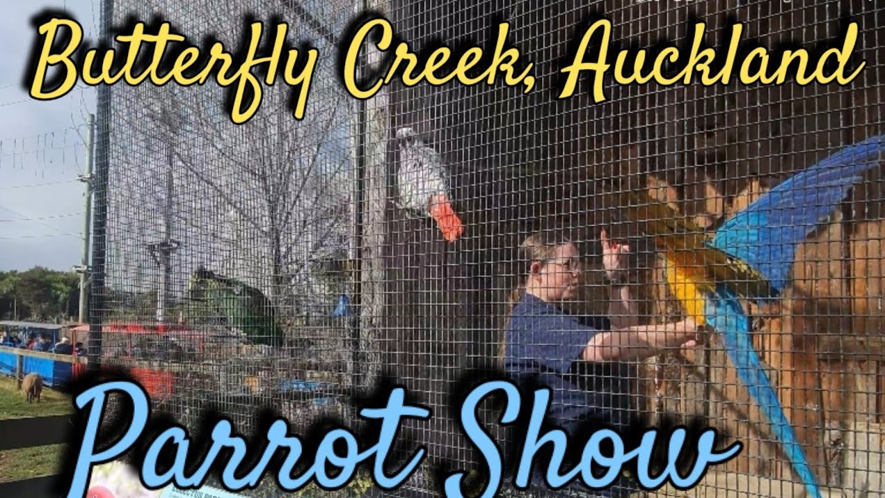 Parrot Show at Butterfly Creek Auckland - YouTube