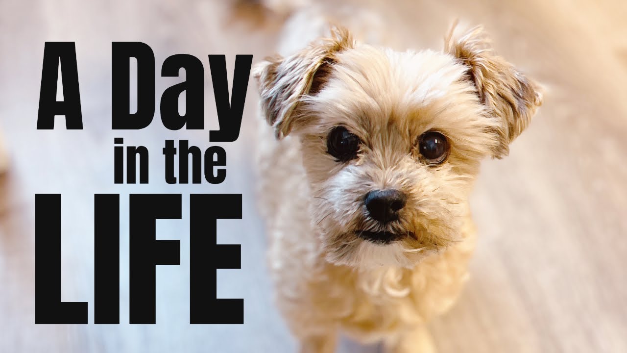 A Day in the Life… of my dogs. - YouTube