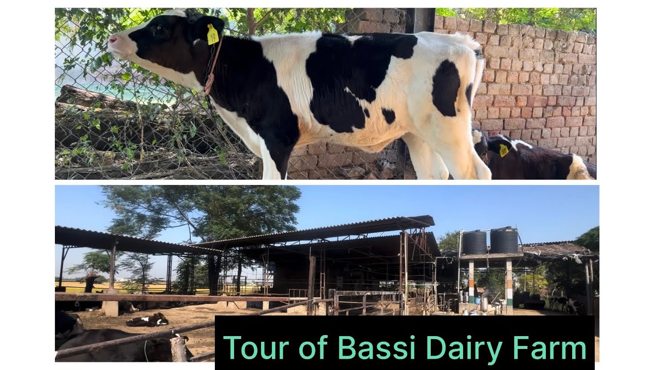Tour of Bassi Dairy Farm || Punjab - YouTube