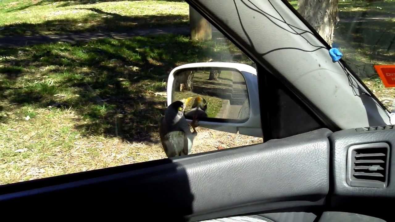 Bird attacks its own reflection - YouTube