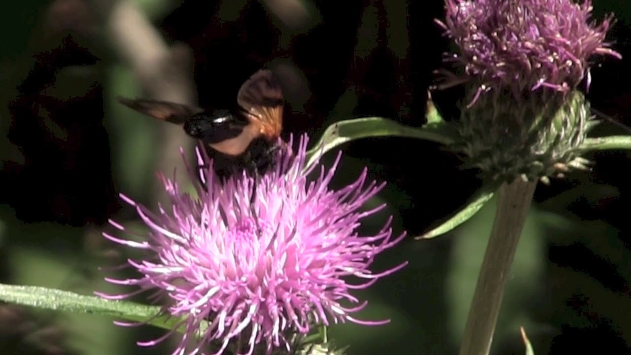 シロスジベッコウハナアブ/Volucella tabanoides 01_170915県民の森 - YouTube