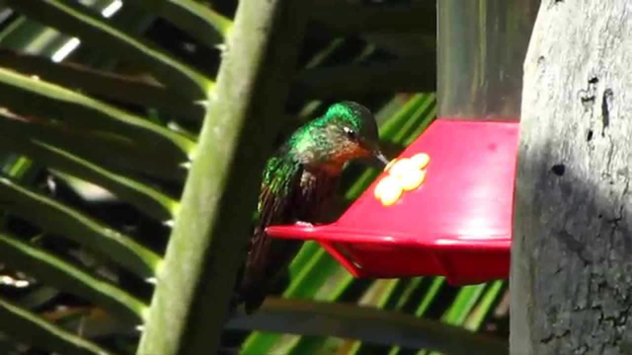 Endemic - Dusky starfrontlet - Coeligena orina - Dusky Starfrontlet ...