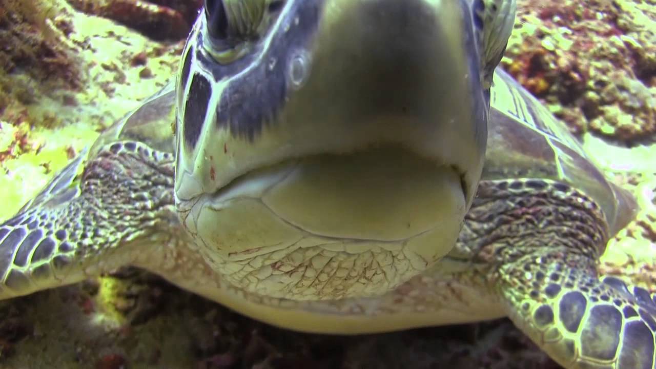 Turtle Attack! - YouTube