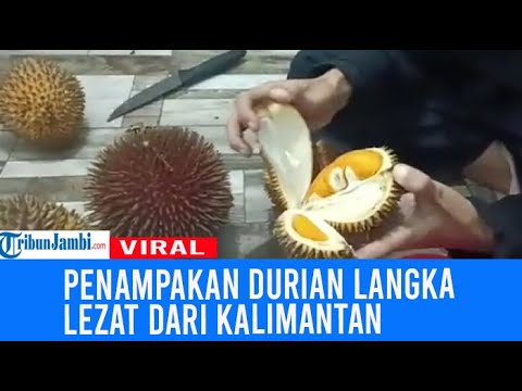 Wow, Penampakan Durian Langka di Banjarmasin Bernama Layung - YouTube