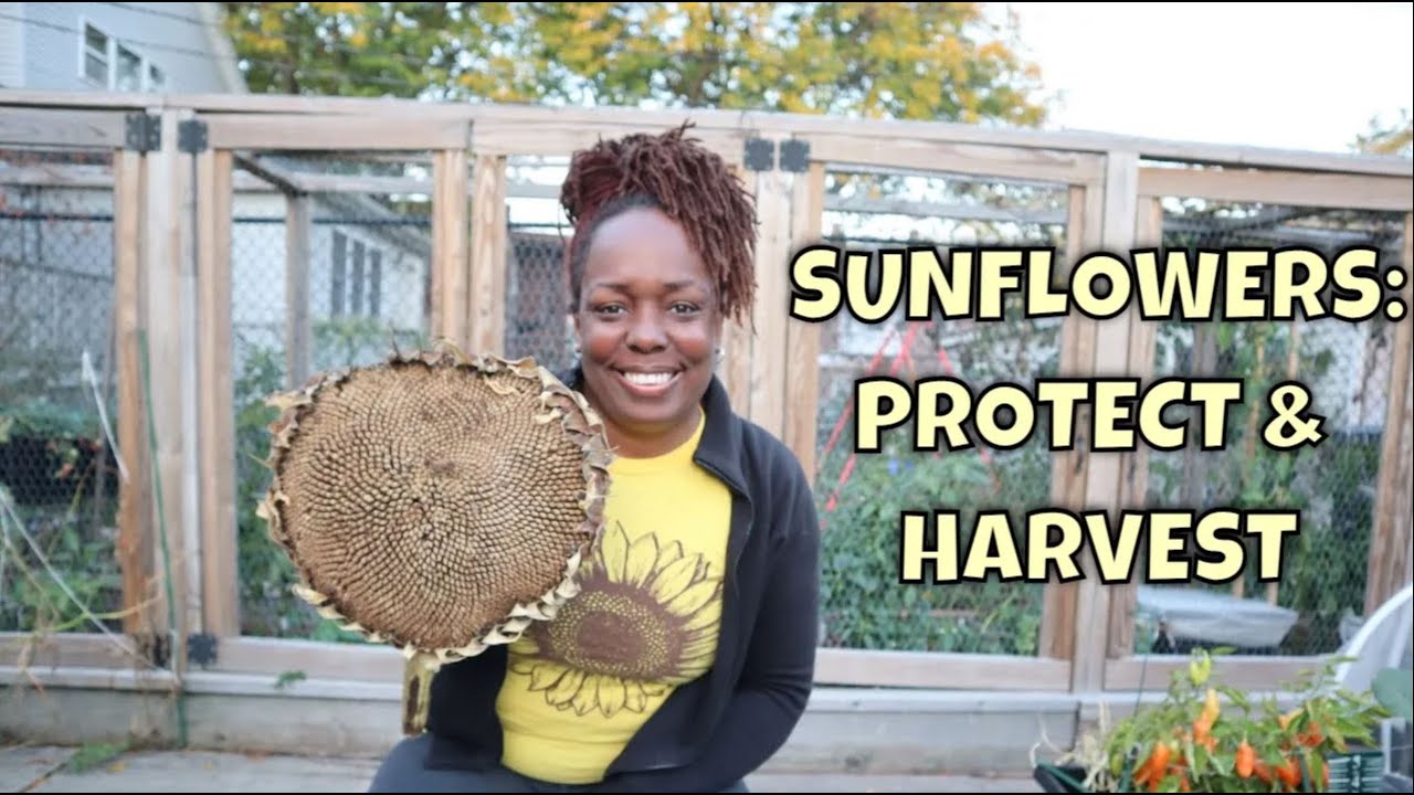 Sunflowers: Protecting and Harvesting - YouTube