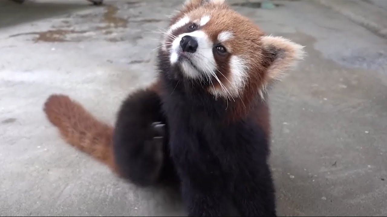 【red panda】You thought it was a red panda? Maybe it's just a little ...