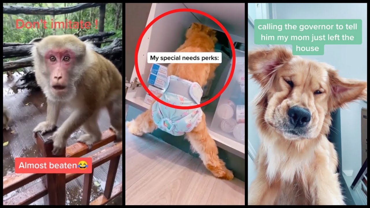 Funny Cute Tik Tok Animals Compilation #6 | Cutest Creatures - YouTube