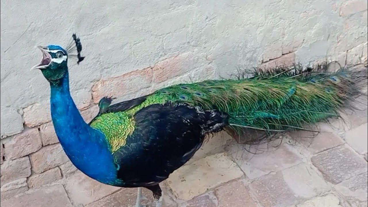 beautiful pecock - YouTube