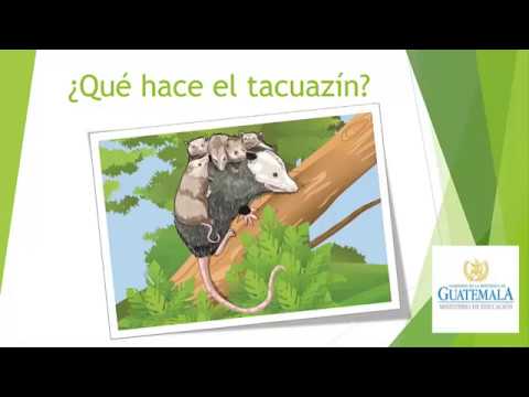 LECTURAS PARA NIÑOS DE PRIMARIA: (PRIMER GRADO) ¿Qué hace el Tacuazin ...