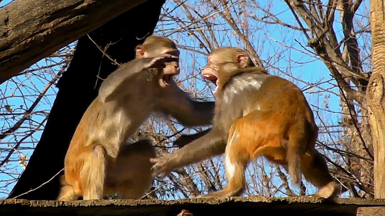 争うアカゲザルFighting Rhesus macaque - YouTube