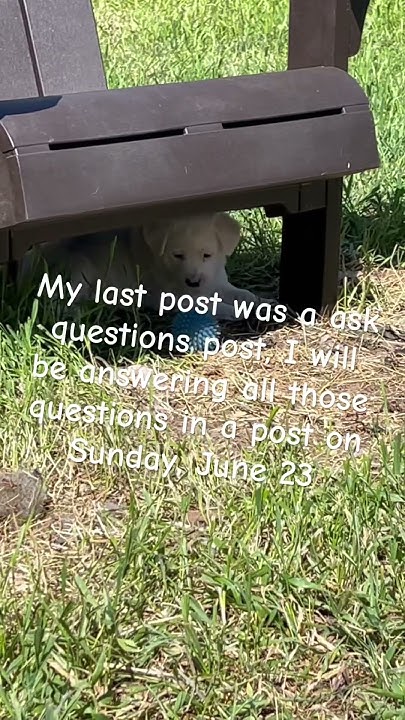Answering questions y’all have about my puppy! (Ask questions on my ...
