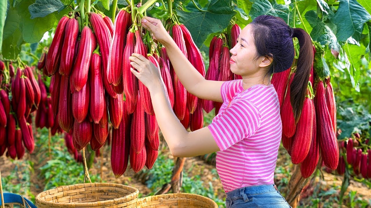 Harvesting Red DAU BAP Fruits, How To Cook DAU BAP Beef Go To Market ...