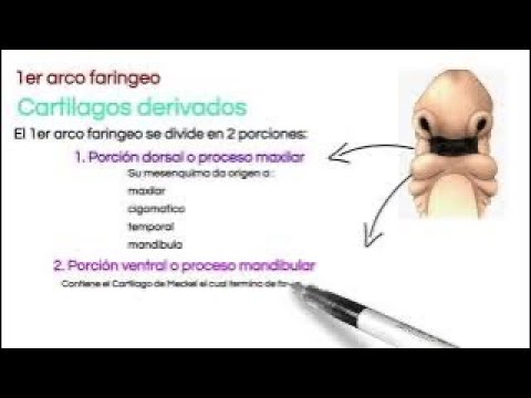 TEMA 2 Y 3. ARCOS, BOLSAS Y HENDIDURAS FARINGEAS - YouTube