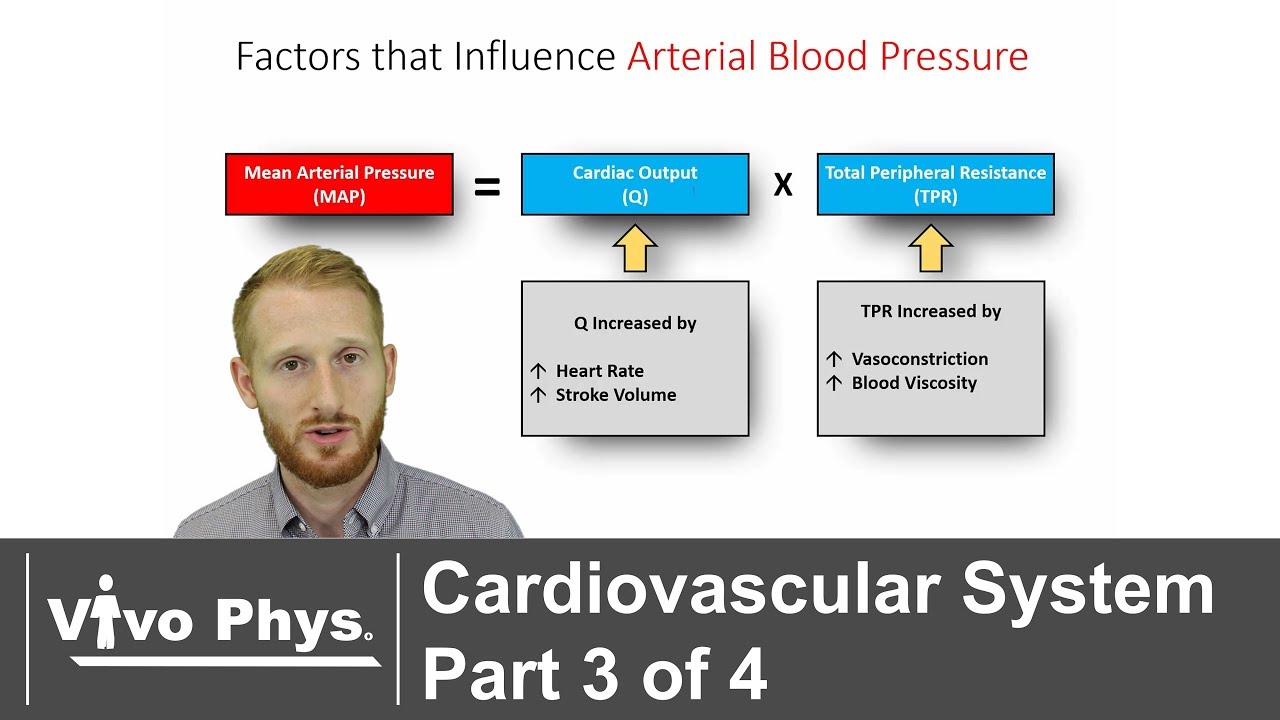 Cardiovascular System Part 3 of 4 - Blood Pressure - YouTube