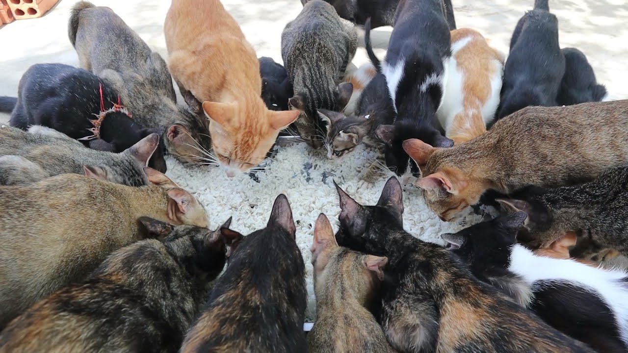 Hungry Cats meows Eating Rice with fish - YouTube