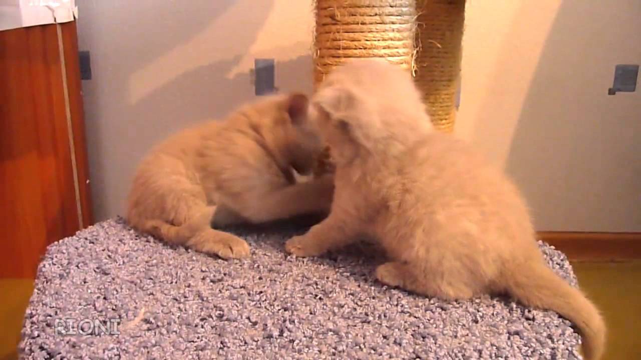 Clumsy Kittens | По очереди упали - YouTube