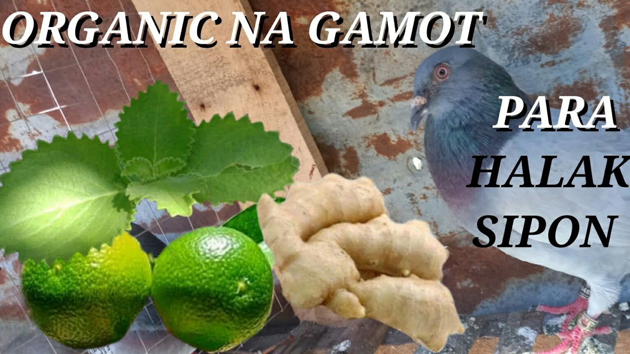 Mabisang gamot para sa Halak at Sipon | Organic lang gagamitin - YouTube